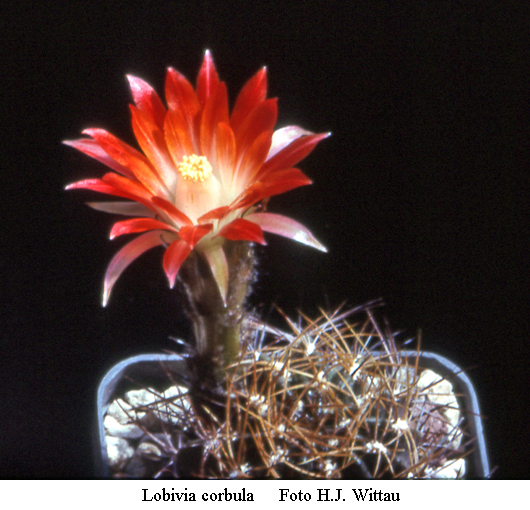 Bildergalerie - Kakteen - First letter L - Koehres-Kakteen Online Shop