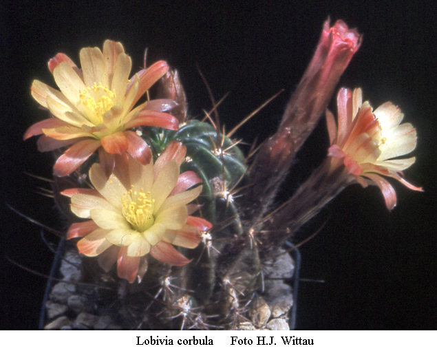 Bildergalerie - Kakteen - First letter L - Koehres-Kakteen Online Shop