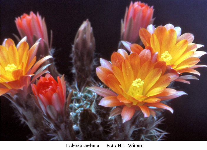 Bildergalerie - Kakteen - First letter L - Koehres-Kakteen Online Shop