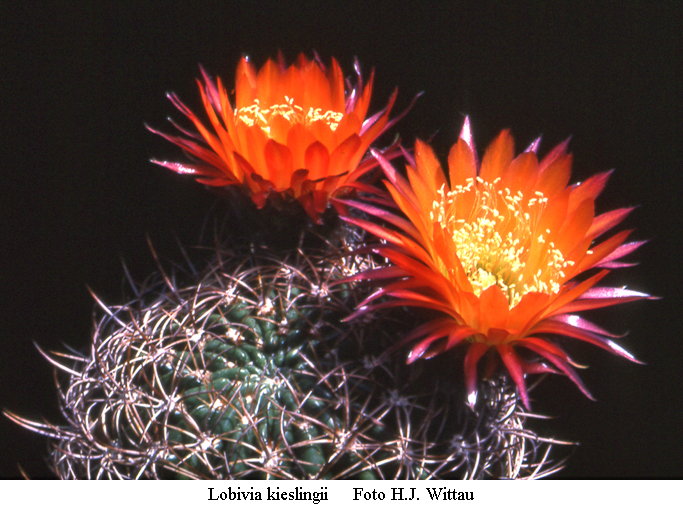 Bildergalerie - Kakteen - First letter L - Koehres-Kakteen Online Shop