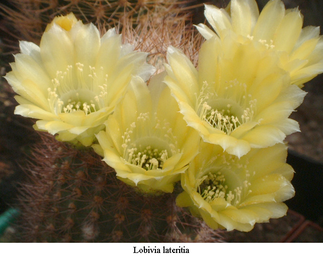 Bildergalerie - Kakteen - First letter L - Koehres-Kakteen Online Shop